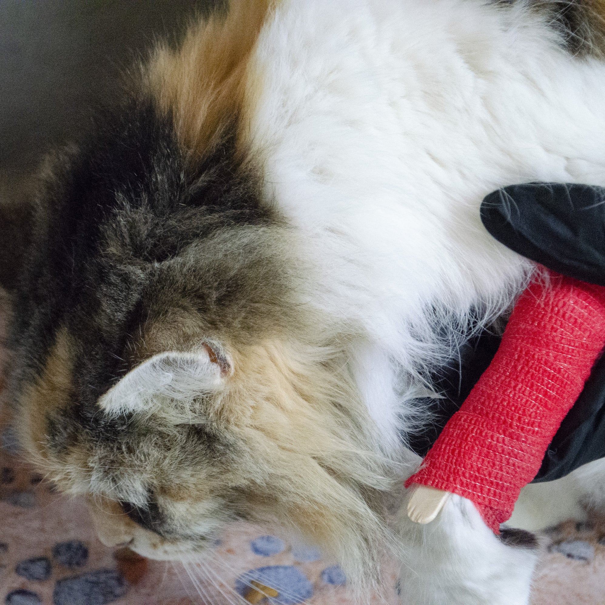 Deluxe Cat Bug Out Emergency Kit — Emergency Zone