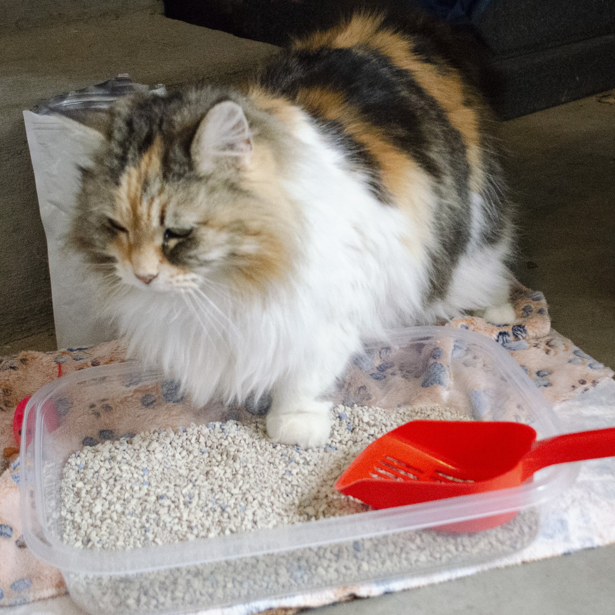 Deluxe Cat Bug Out Emergency Kit — Emergency Zone